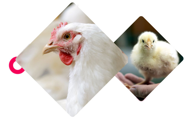 Business – KJL Group